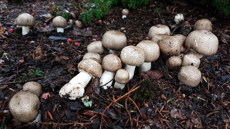 Agaricus Augustus: The Prince of Mushrooms – Go! Make! Do!